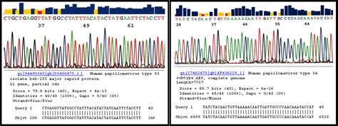 Hpv Genotyping