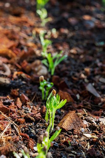 아침 영광의 묘목을 심는 것은 채소 밭의 비옥한 토양에서 자랍니다 농장 유기농 농업 및 건강 식품 개념에서 녹색 모종 0명에 대한 스톡 사진 및 기타 이미지 Istock