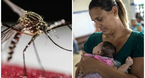 Zika Investigadores Prueban Por Primera Vez La Relación Entre Virus Y