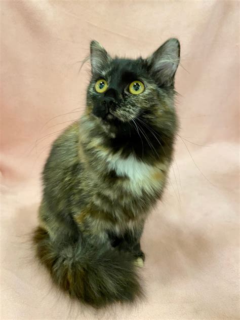 Lumi And Lola Are Adopted Happy Cats Haven
