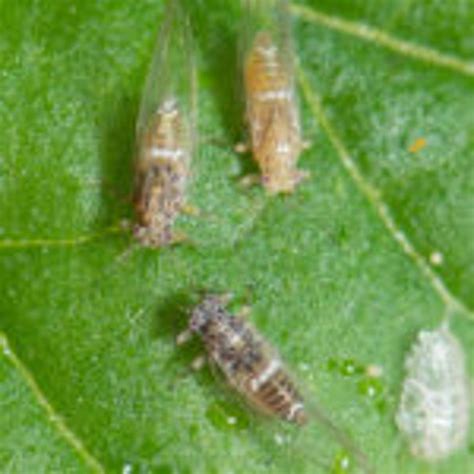 Organic Control Of Tomato Potato Psyllid Eco Organic Garden