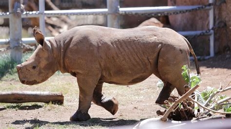 A Day In The Life Of A Rhino Zoo Keeper
