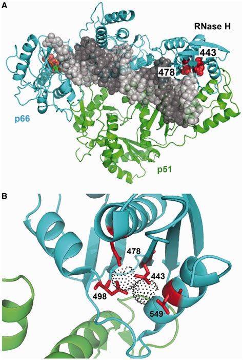 Crystal Structure Of Hiv 1 Rt Showing The Location Of Rnase H Active Download Scientific