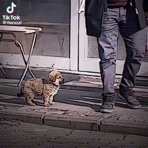 Tayfaya Hizmet on Twitter gariban köpek edit