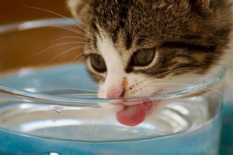 How Much Water Do Cats Drink Cat Hydration Explained