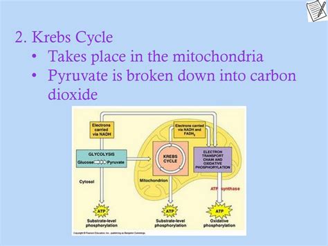 Cellular Aerobic Respiration Ppt Download