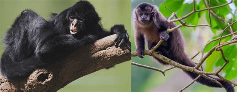 10 COMMON Monkeys Found In Peru 2023 Bird Watching HQ