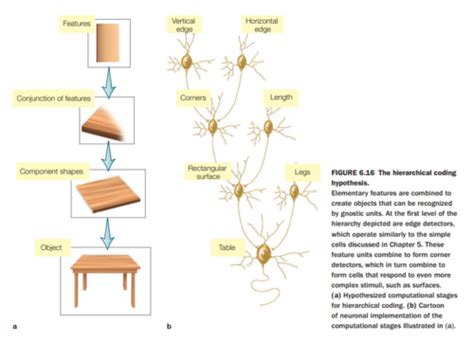 Ch63 Object Recognition Seeing Shapes And Perceiving Objects