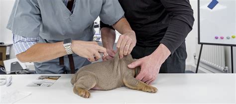 Microchip Training Portable Ultrasound Machines