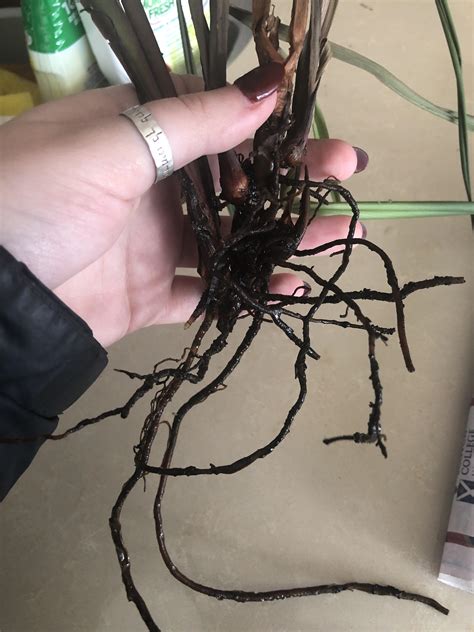 Whats The Best Way To Get Rid Of Root Rot Most Of It Is Black And Squishy R Plantclinic