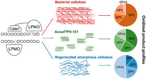 Aa9 裂解多糖单加氧酶的氧化产物谱取决于纤维素的类型 Acs Sustainable Chemistry And Engineering X Mol