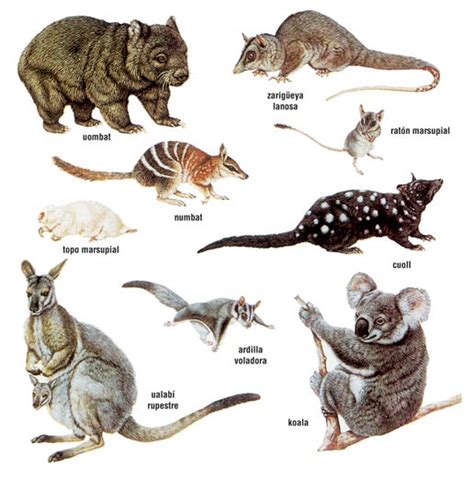 Blog De Animalitos Los Marsupiales
