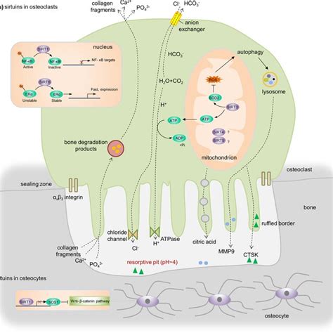Sirtuins Regulate Osteoclast And Osteocyte Function Through Multiple Download Scientific