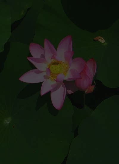 湖南莲冠湘莲食品股份有限公司【官网】湖南莲子湘潭莲子湖南湘莲湘潭湘莲