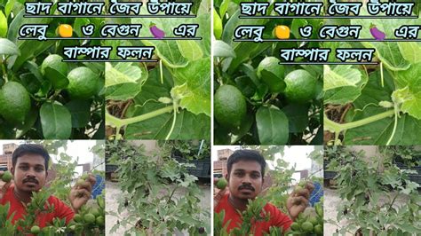 ছাদ বাগানে জৈব উপায়ে লেবু 🍋 ও বেগুন 🍆 এর বাম্পার ফলন। Youtube