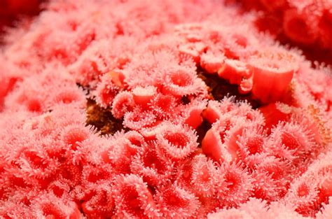 Macroalgae Information Saltwater Aquarium Care The Algae Lab