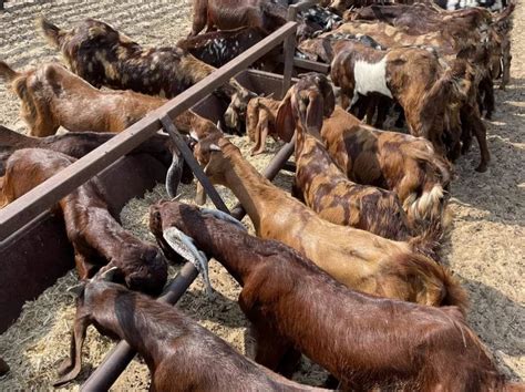 5 Unisex Sirohi Goat Male Weight 25 30 At Rs 250 Kg In Ajmer ID