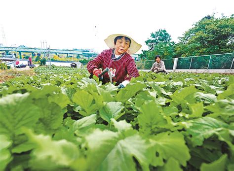 “尾矿地”里种出有机蔬菜中安新闻中安新闻客户端中安在线
