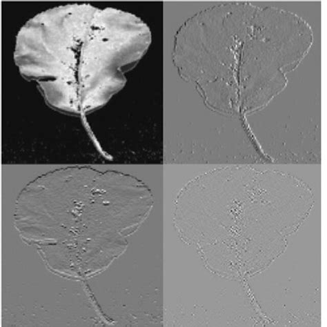 segmentation of a sample leaf image from the plantvillage dataset into