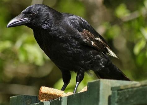 Четирима души в болница след нападения от врани в Хърватия Информационна агенция ПИК