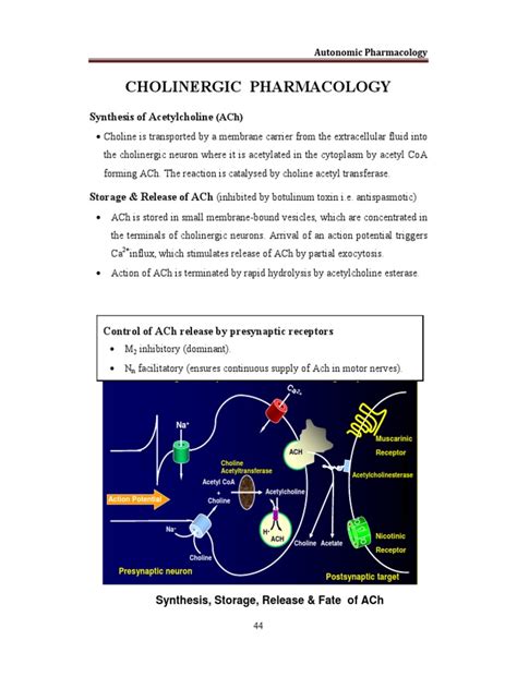 3 Cholinergic System Pdf