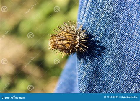 Dried Thistles Stuck To The Pant Leg Of Jeans Stock Image Image Of