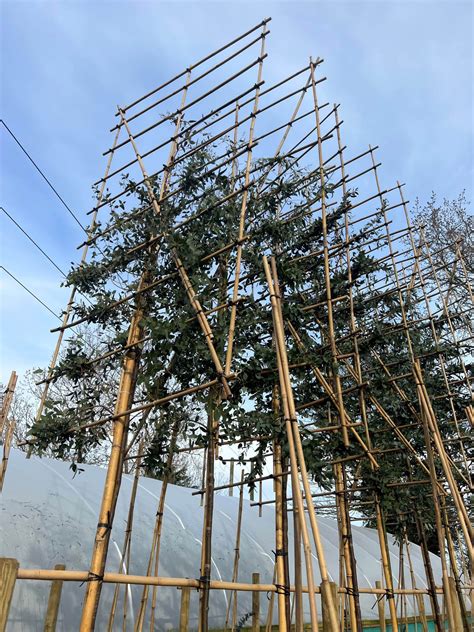 Eucalyptus Pleached Trees Eucalyptus Gunni Hedging Harrod Outdoors