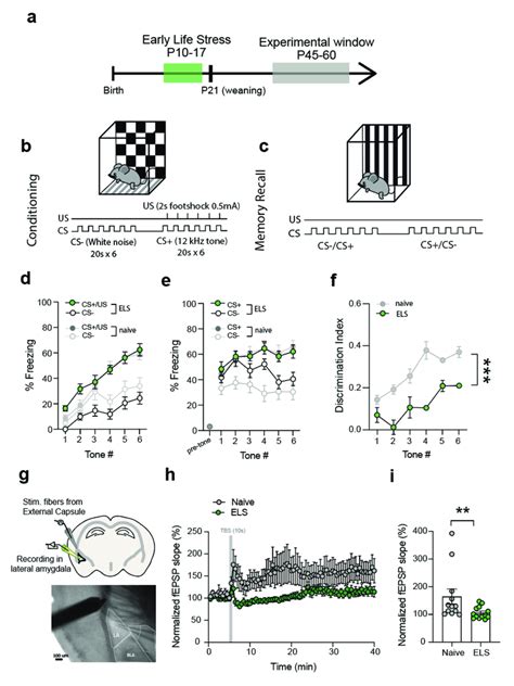 Effects Of Els On Behaviour And Synaptic Function A Timeline Of