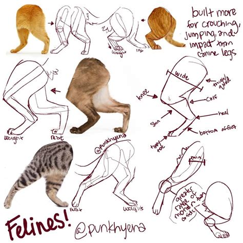 5 Twitter Cat Drawing Tutorial Cats Art Drawing Cat Anatomy