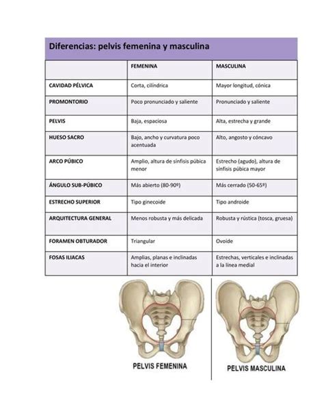 Diferencias Entre Pelvis Femenina Y Masculina Medicina Óptima Udocz