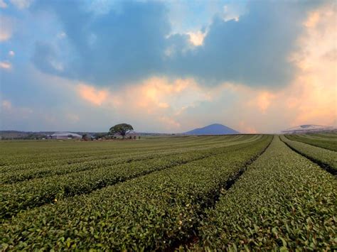 제주 오설록 티뮤지엄 사계절 푸른 녹차밭 카페 네이버 블로그