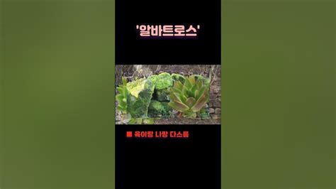 다육이름알아가기 창다육매력색감로제트 창다육대표수형알아보기 명품창다육 다육일기손톱변이특이점 노랑색감물듦매력알바트로스shorts Youtube