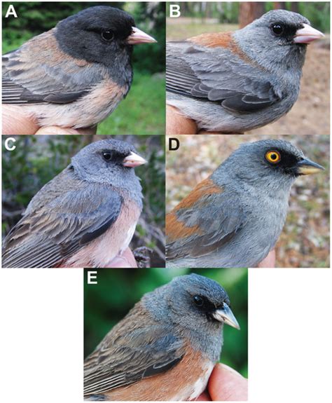 Oregon Junco Range