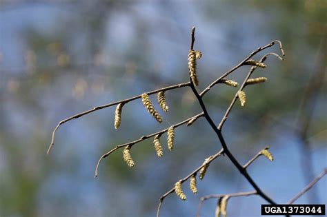 Arkansas Tree Database American Hornbeam Musclewood Ironwood