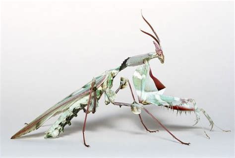 Cool Thing Of The Day Insects Praying Mantis Beautiful Bugs