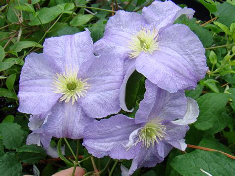 Clematis Dominika Brushwood Nursery Clematis Specialists