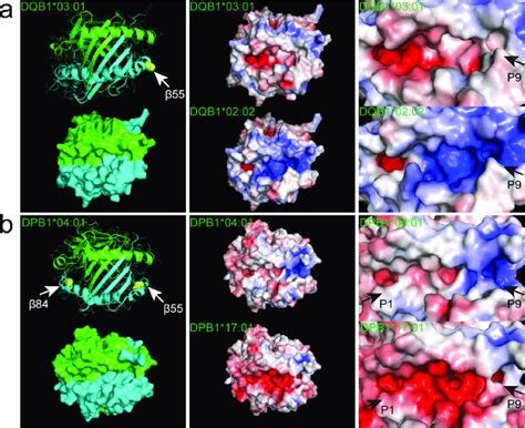 Structure And Molecular Surface Electrostatic Potential Hla Dq And