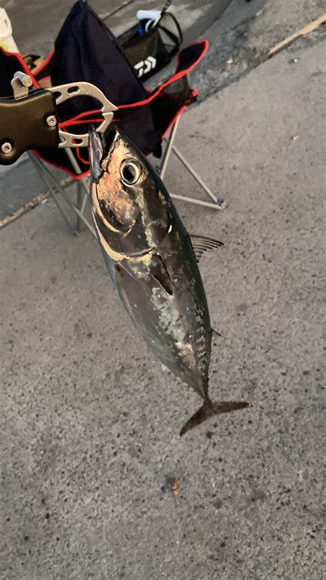 餌釣りは甘え さんの 2024年09月06日のソウダガツオの釣り・釣果情報千葉県 館山湾 アングラーズ 釣果600万件の魚釣り