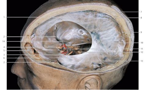 Dura Mater And Venous Sinuses Diagram Quizlet
