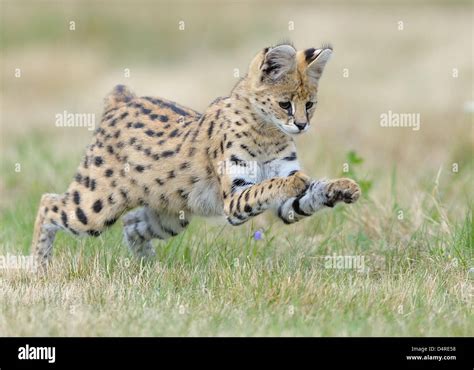 Six Months Old Serval Asabi Lat Leptailurus Serval Jumps Around