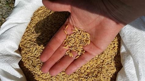 Por Qué Aparecen Gusanos En El Arroz Causas Y Soluciones