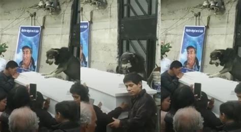Emotivo video Perrito se despidió de su dueño en funeral