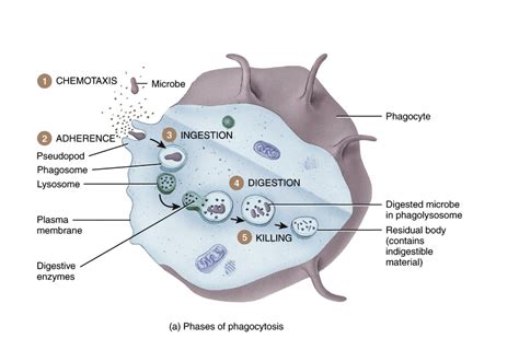 Solved Using The Figure Above Explain All The 5 Steps Of Phagocytosis
