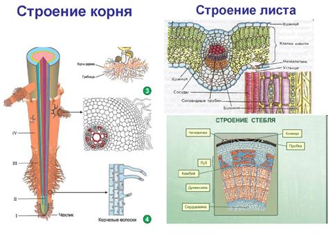 Организменный уровень организации жизни презентация онлайн