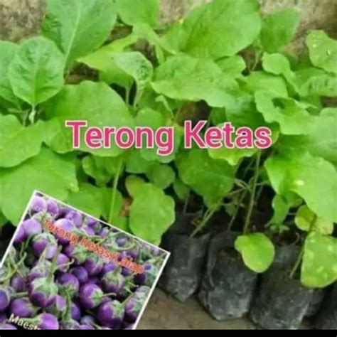Jual Bibit Terong Ungu Bulat Sayur Terong Ketas Terong Lalap Kota