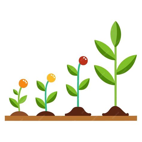 Stages Of Plant Growth Vector Seed To Sprout Clipart Design Cartoon