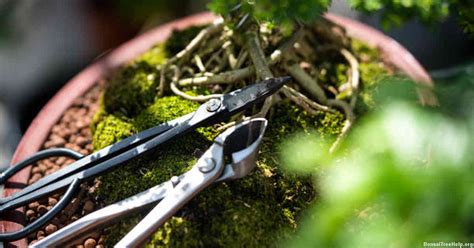 How Can I Bring A Bonsai Tree Back To Life Bonsai Tree Help