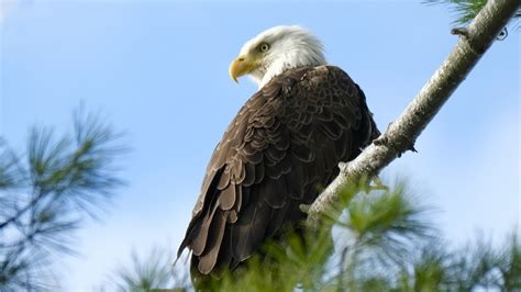 Bald Eagles Mating Youtube