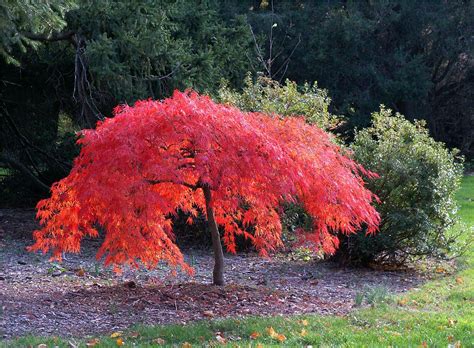 Types Of Maple Trees For Your Home Golfpa