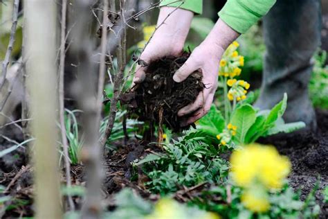 How To Plant A Wildlife Hedge Bbc Gardeners World Magazine